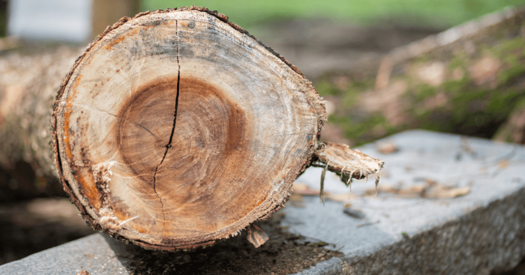 Ručně vyřezávané kousky ze dřeva | ČistéDřevo.cz