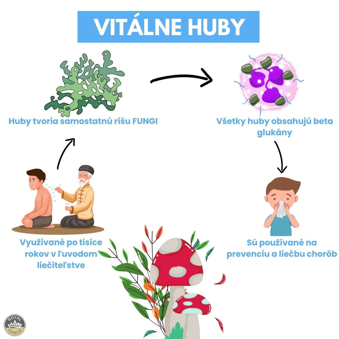 Vitálne huby | RoyalChaga.sk