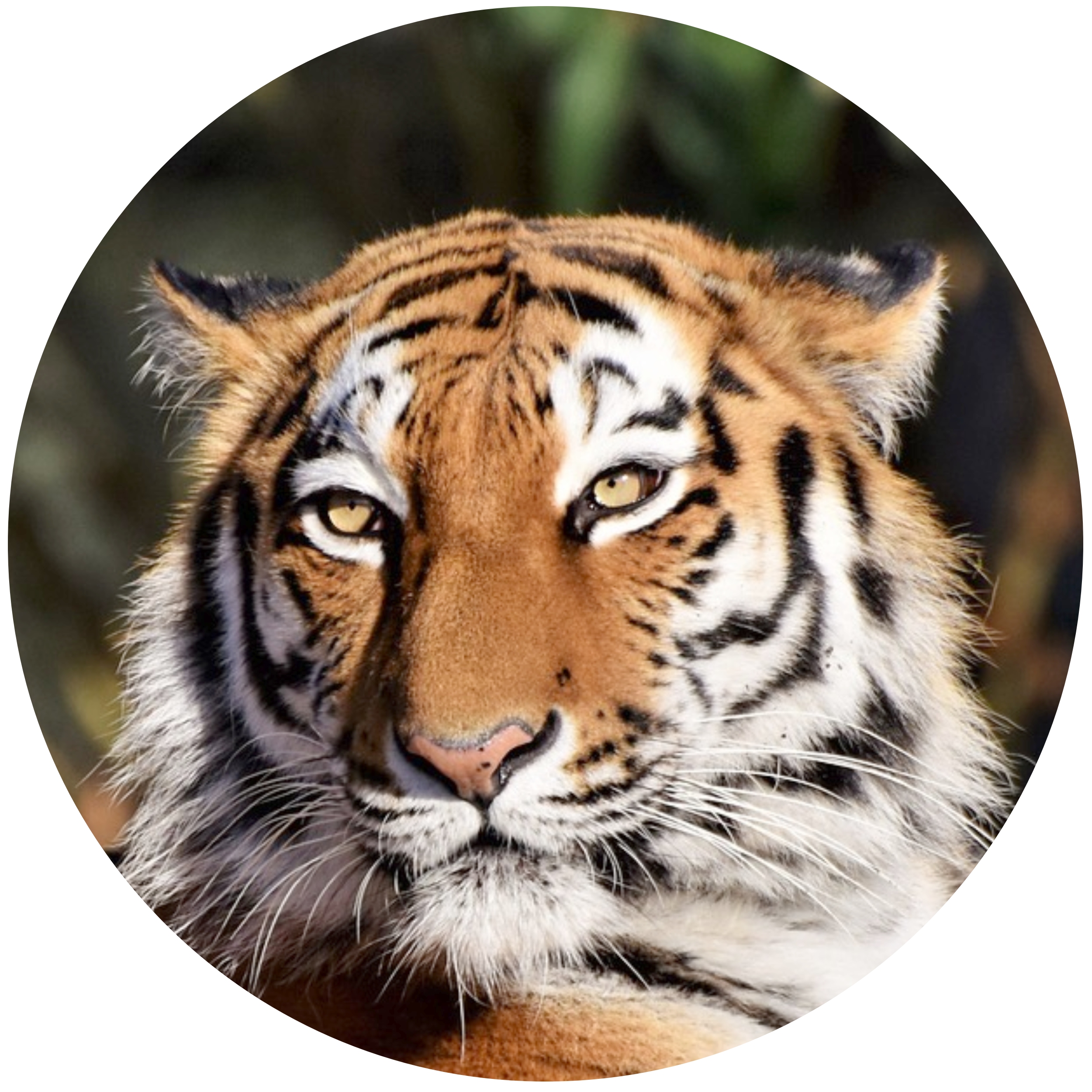 Jedlý papír na dort - tygr - Timidekor