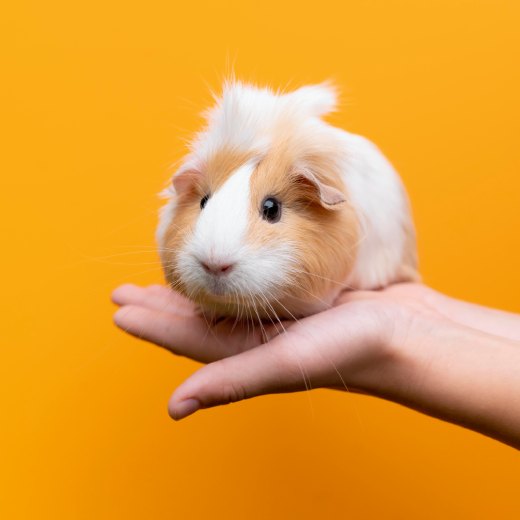 Jaké jsou druhy morčat? | EKOTEK.cz