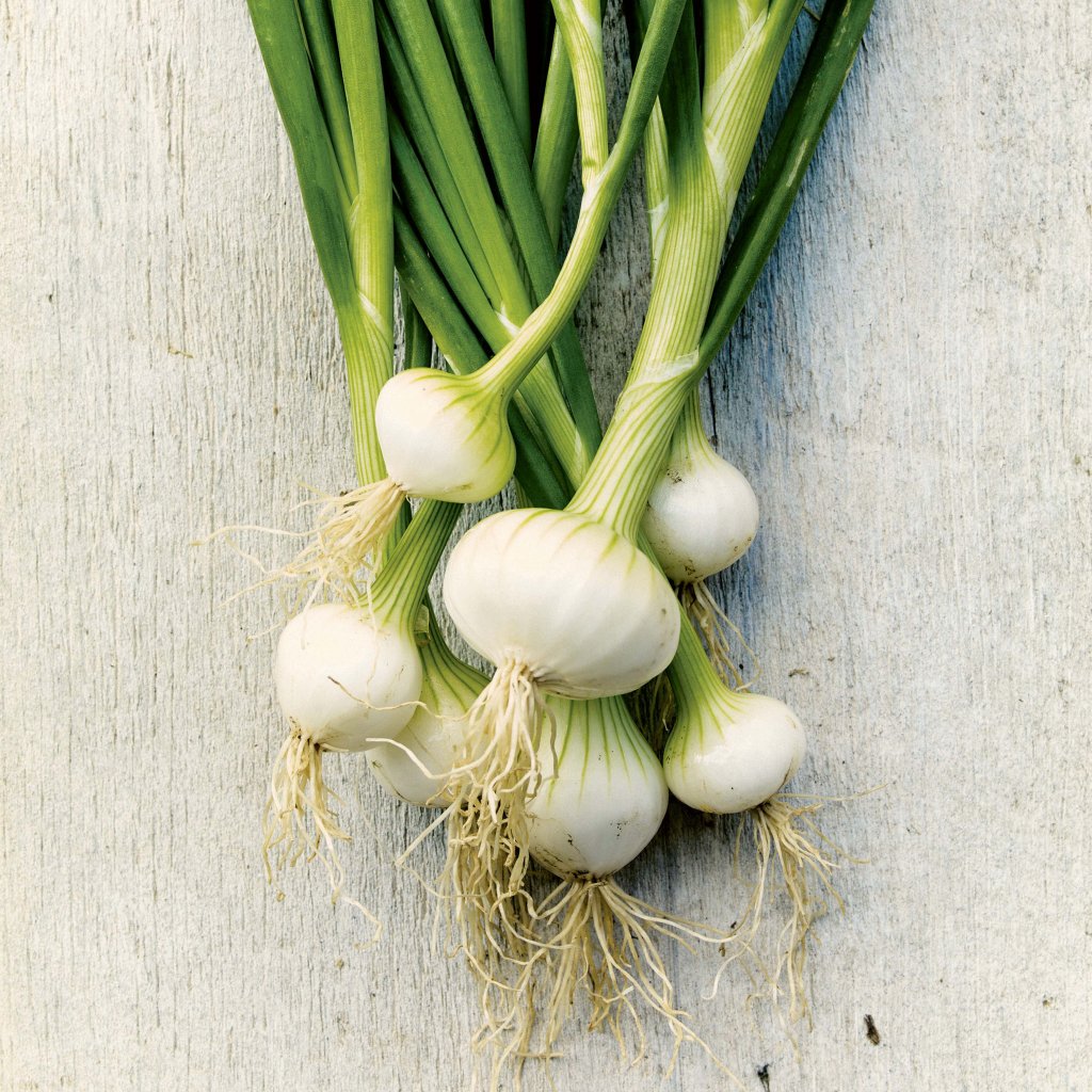 Cibule zimní Bílá Lisabon - Culina Botanica