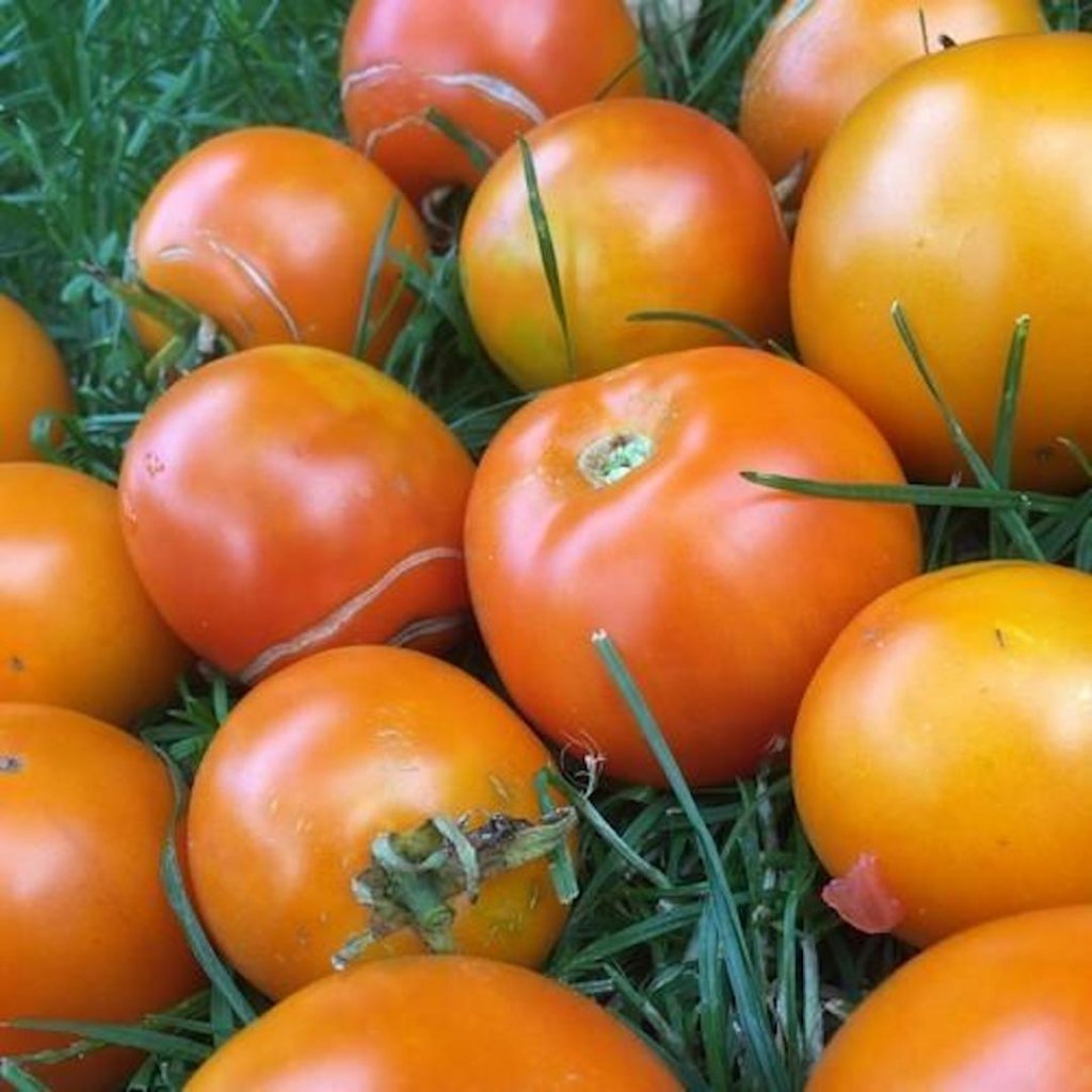 Rajče Ranja - Culina Botanica