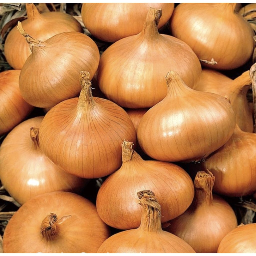 Cibule a šalotka - Culina Botanica