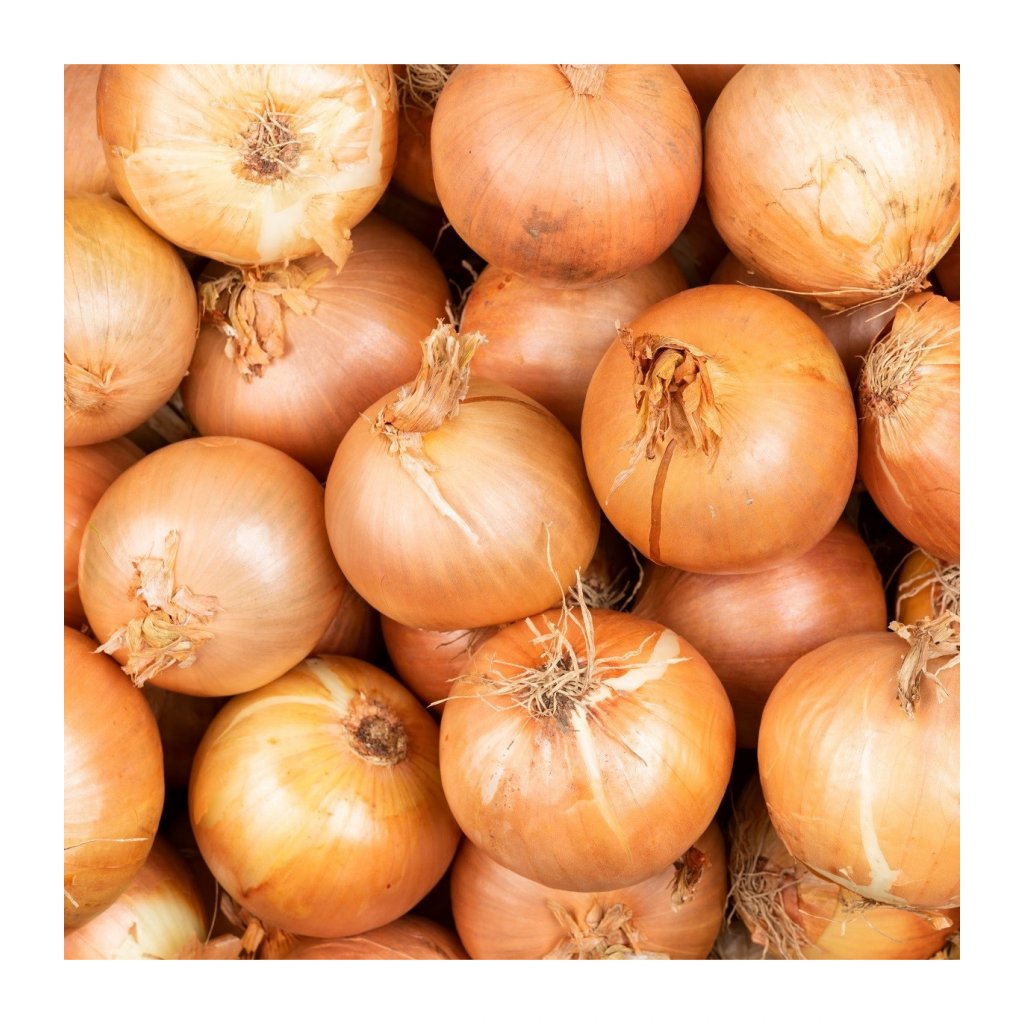 Cibule a šalotka - Culina Botanica