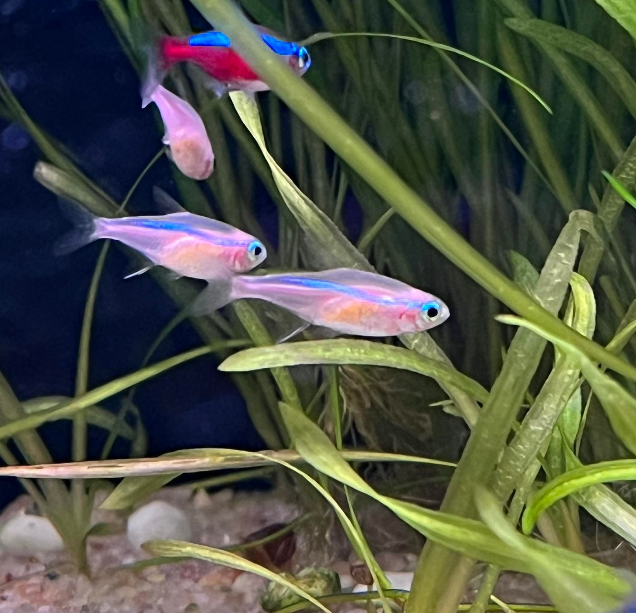 Neonka zlatá | Paracheirodon innesi gold | 3DAkvaria.cz