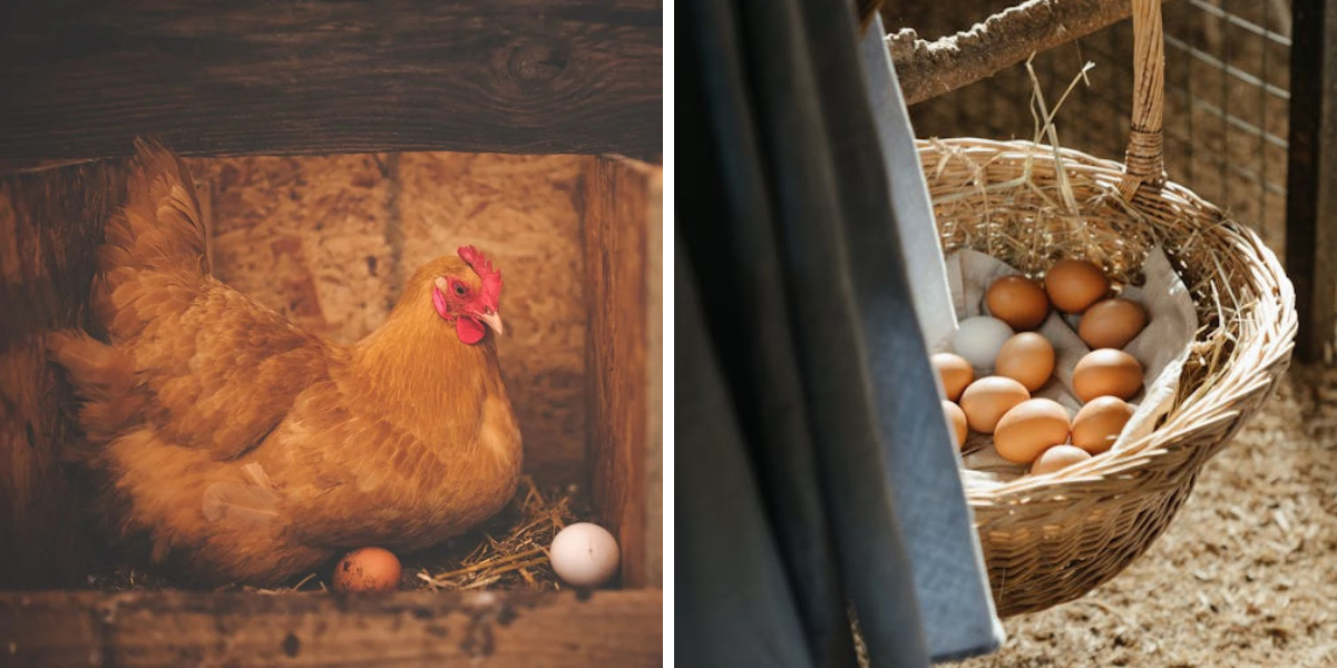 Jak chovat slepice: Průvodce krok za krokem pro začátečníky i pokročilé ...