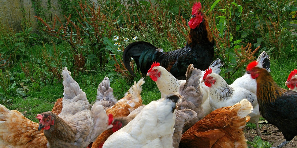 Jak chovat slepice: Průvodce krok za krokem pro začátečníky i pokročilé ...