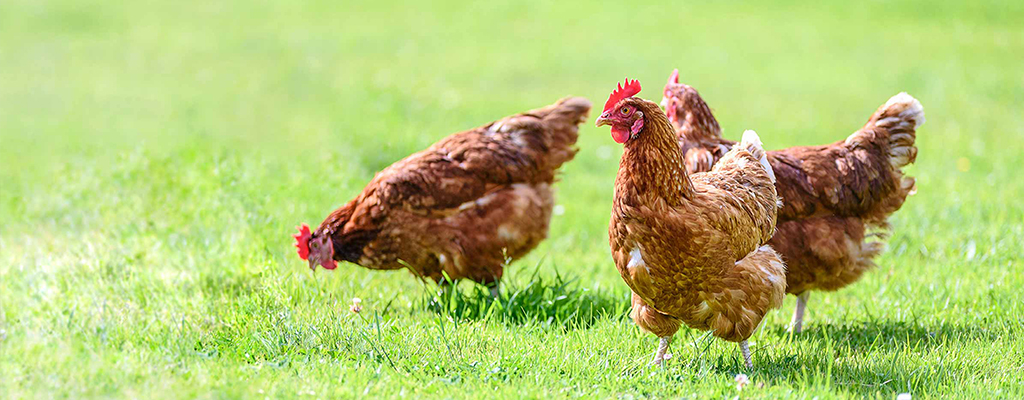 Proč jsou důležité vitamíny pro slepice? | AGRON.CZ
