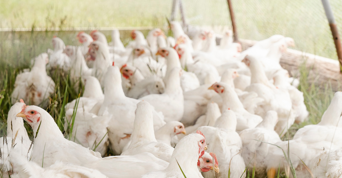 Venkovní výběh jako ráj pro slepice | AGRON.CZ