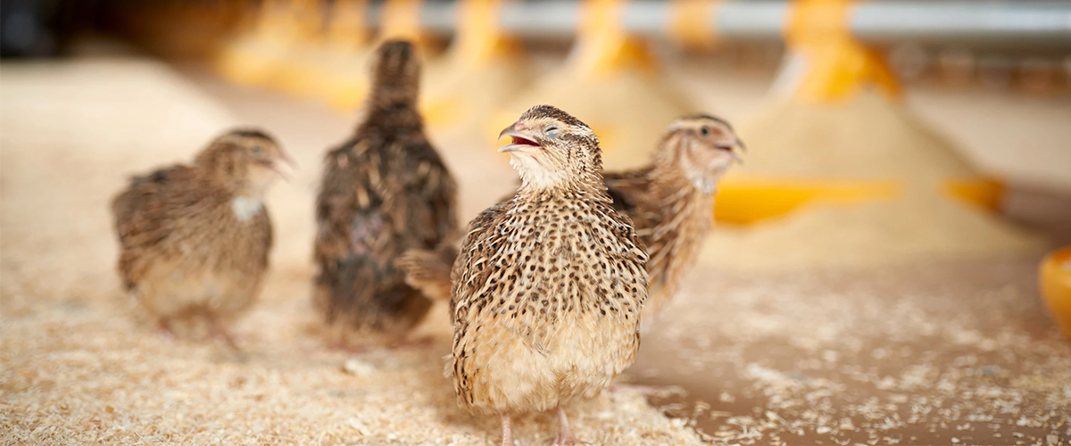 Čím kŕmiť prepelice v znáške? | AGRON.SK