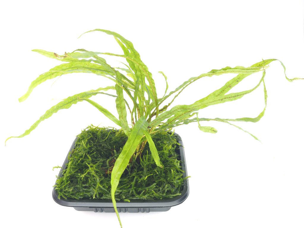 ROSTLINY DO PALUDÁRIÍ - Aquascape.cz, Strana 2