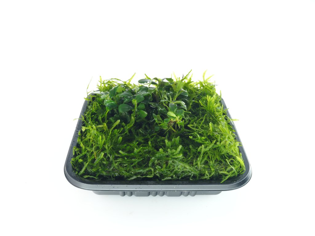 ROSTLINY DO PALUDÁRIÍ - Aquascape.cz