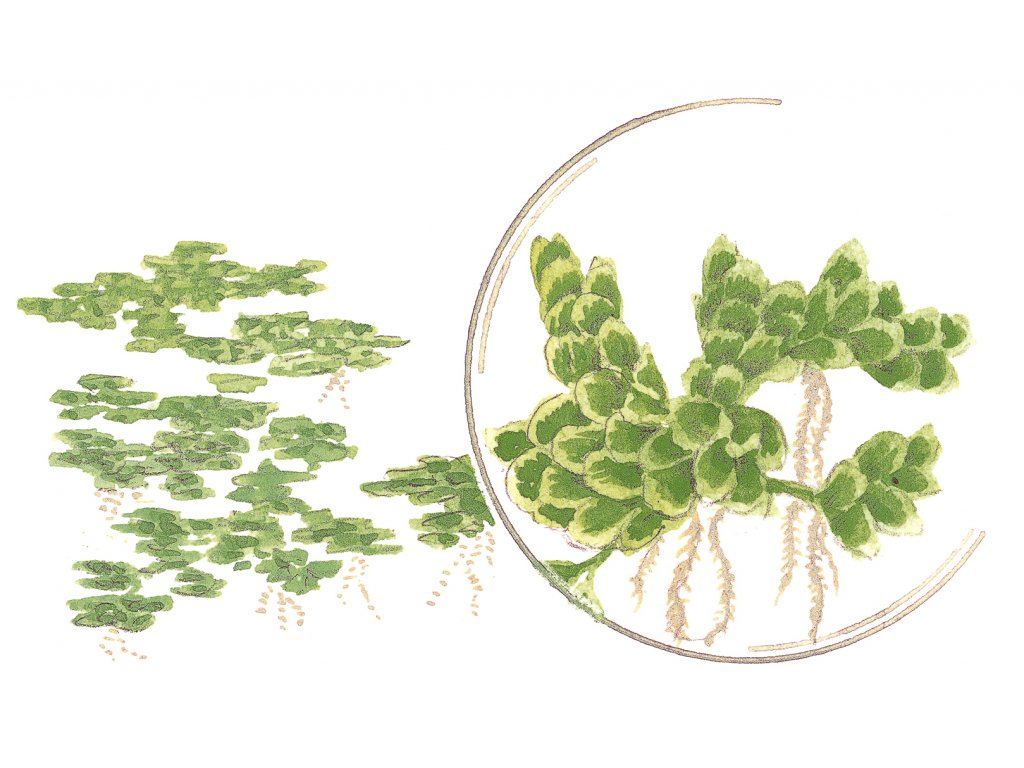 Azolla filiculoides 1-2-Grow! - Aquascape.cz