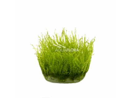 Široká nabídka akvarijních rostlin Tropica, Anubias, Dennerle a AV Goods