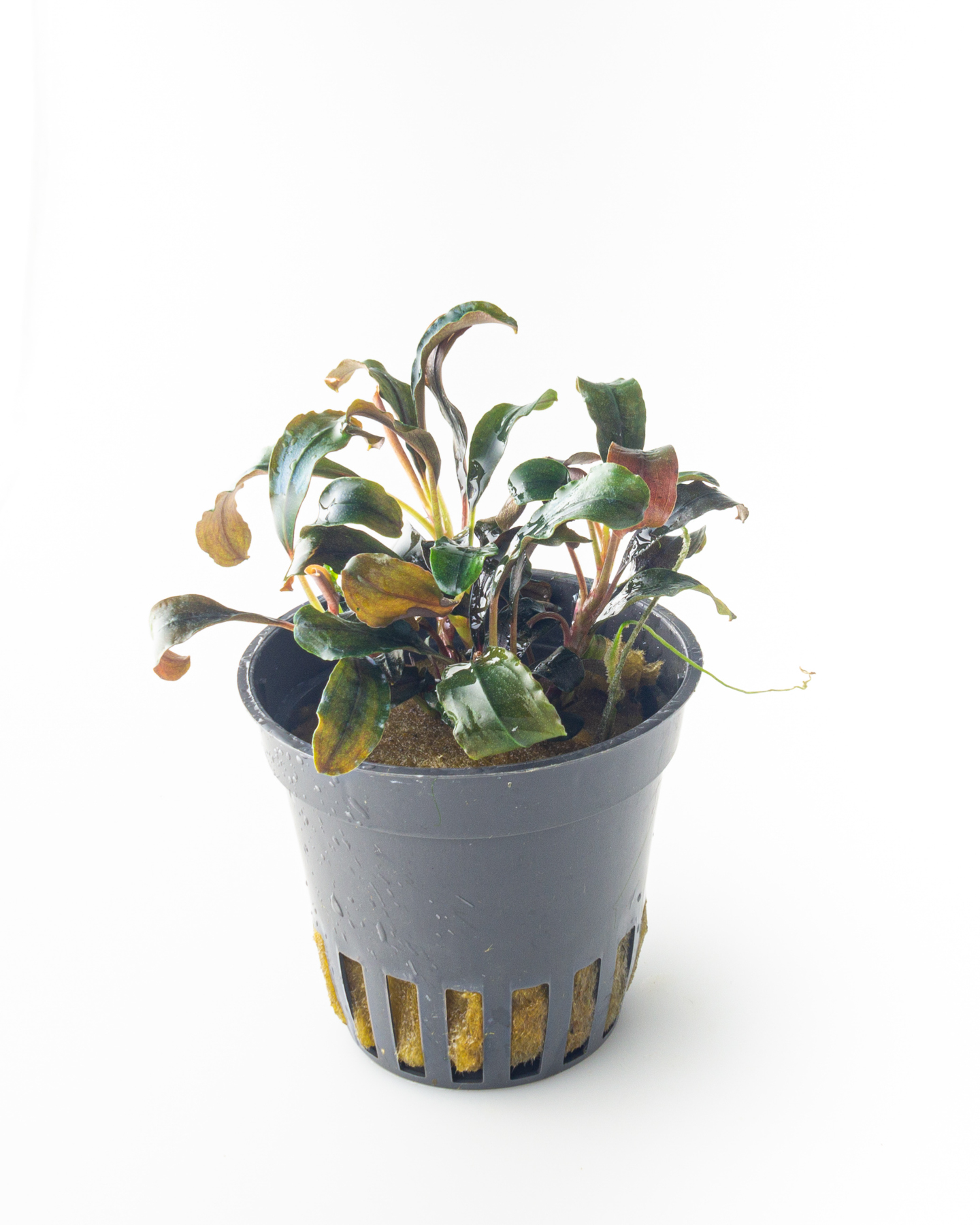 Bucephalandra sp. "Deep Purple" - Aquascape.cz