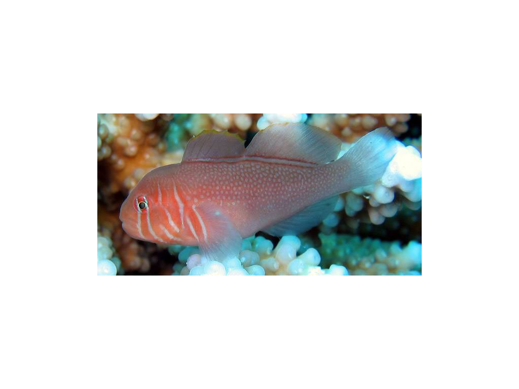 Gobiodon rivulatus - www.aquareef.sk