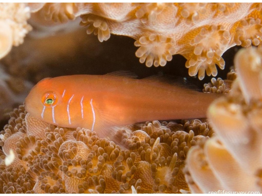 Gobiodon rivulatus - www.aquareef.sk