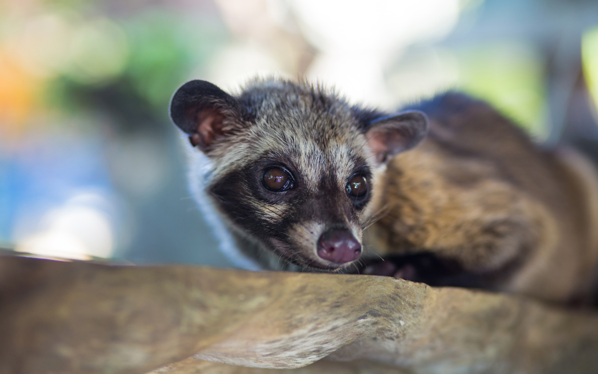 Odhalte vzrušující historii parfémů: 2. část | Arabskeparfemy.cz