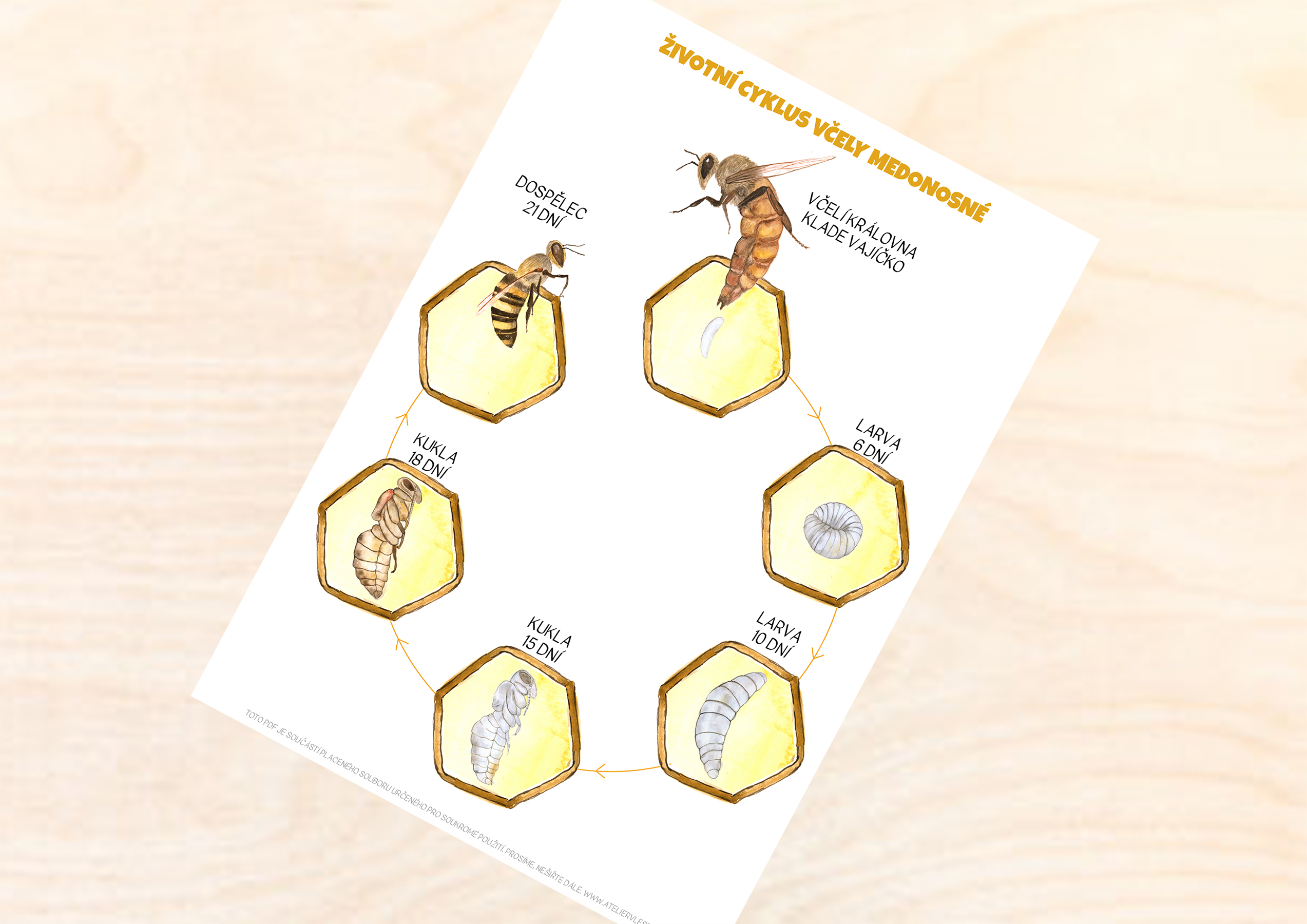 1-3 ROKY - Atelier V lese