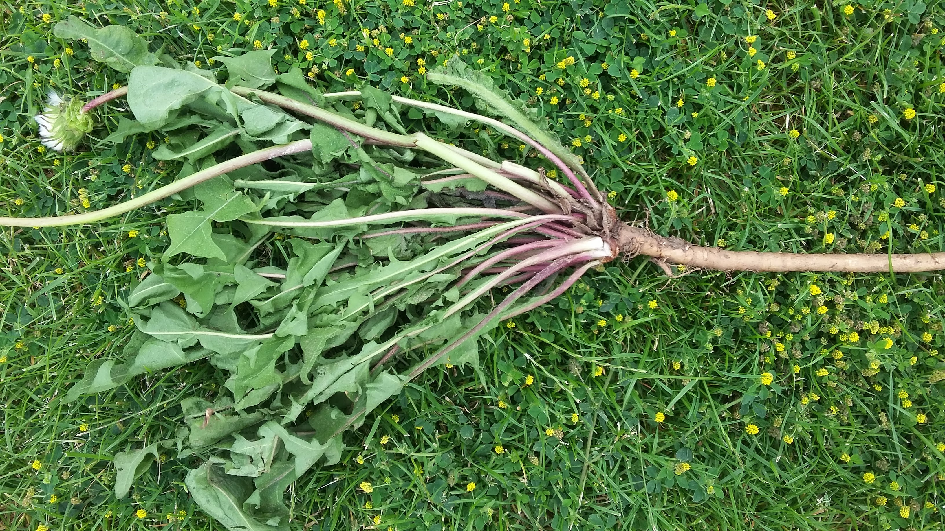 12 koreňov rastlín, ktoré rozhodne stoja za zber