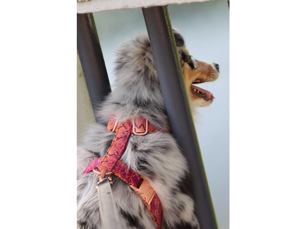 Postroj Fire Dragon - BAVEN.cz