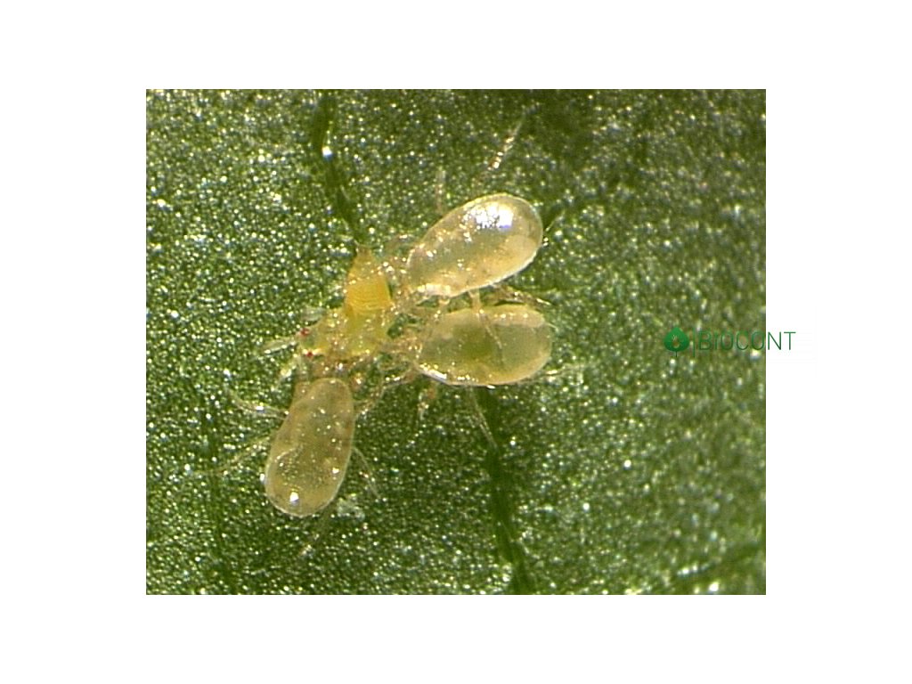 Amblyseius cucumeris 5tis. ks - BIOCONT