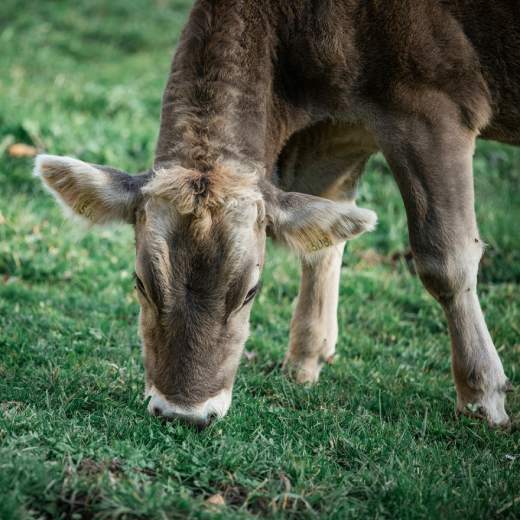 Co žere kráva? | BOVRAM.cz