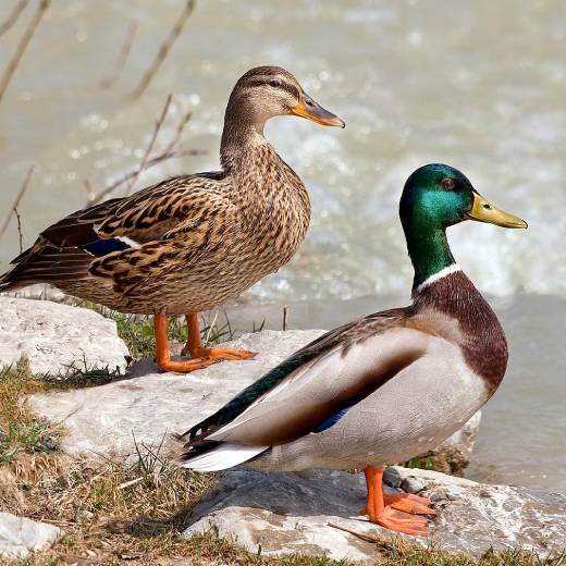 Jaké jsou druhy kachen v ČR? | BOVRAM.cz