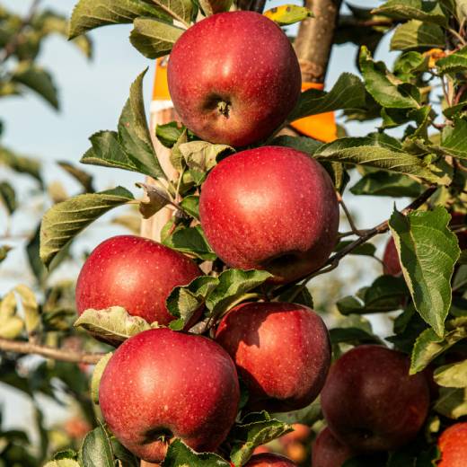Jablka spartan: křehká a šťavnatá odrůda pro podzimní sklizeň | BOVRAM.cz