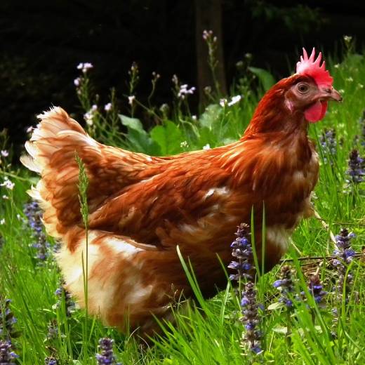 Jak se pozná stáří slepice? | BOVRAM.cz