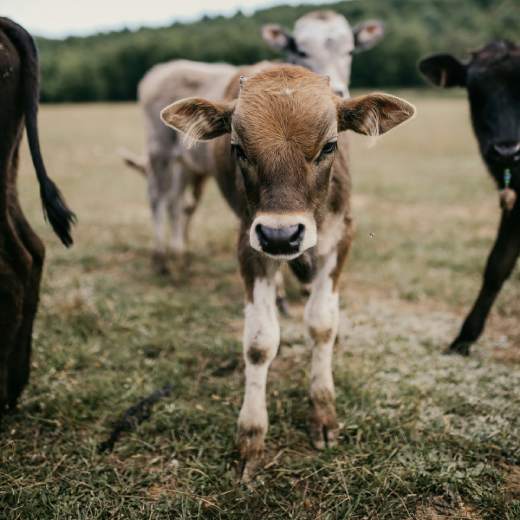 Kráva a tele: Vše co potřebujete vědět | BOVRAM.cz