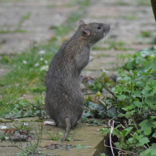 Krysa domácí: vše co potřebujete vědět | BOVRAM.cz