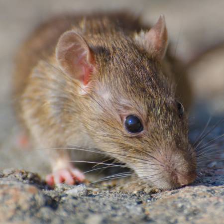 Potkan domácí: chov, strava a péče | BOVRAM.cz