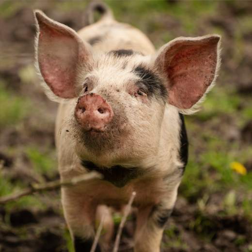 Prase domácí | BOVRAM.cz