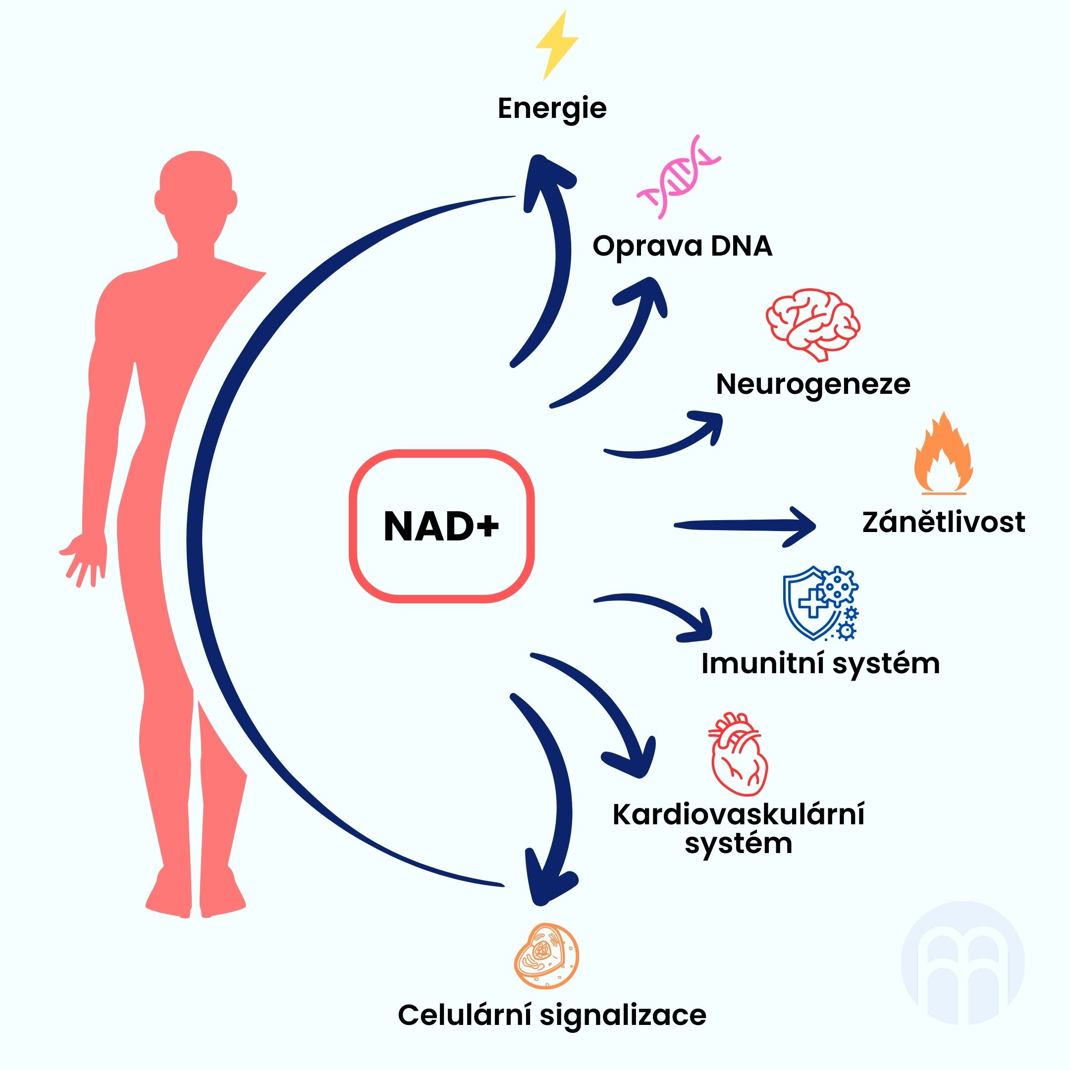 NAD+: Vliv na naši energii, stárnutí buněk i kognitivní funkce