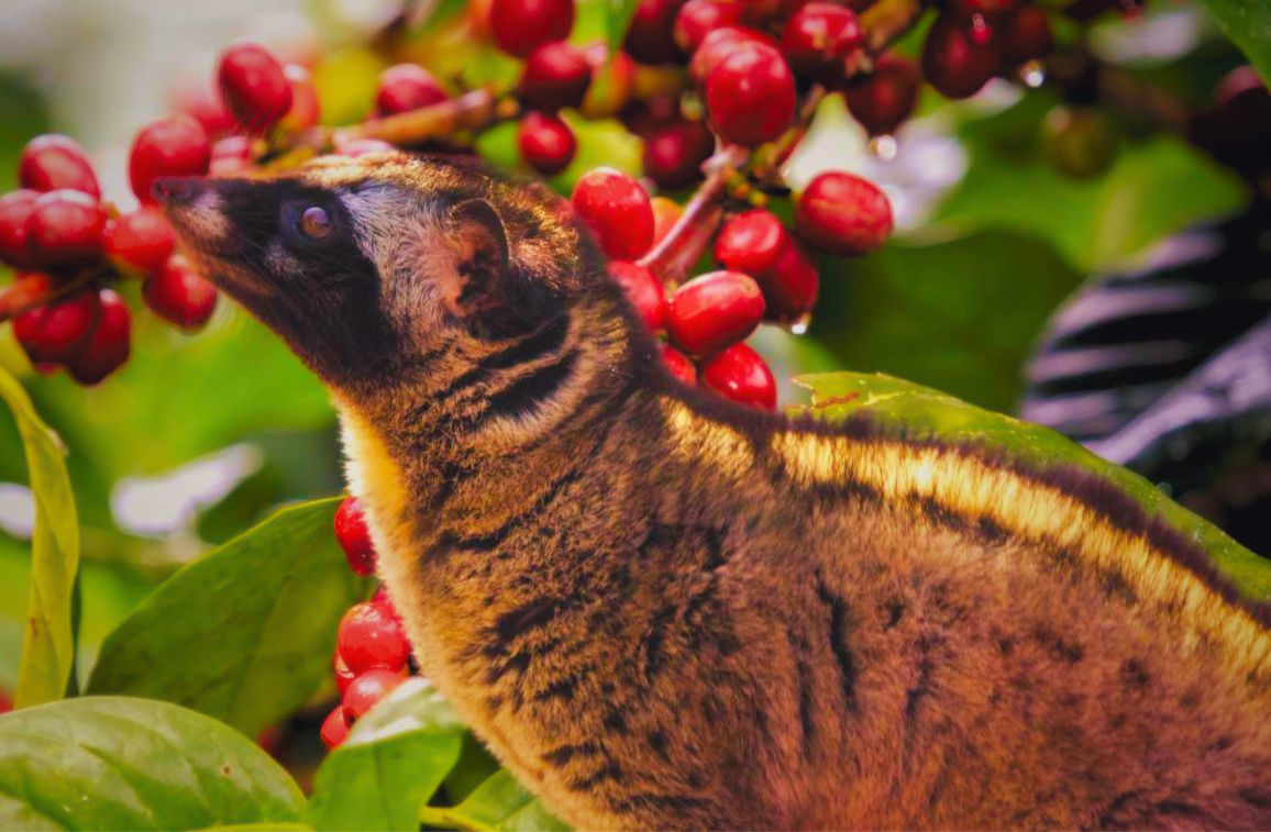 Cibetková káva: Co to je a jak vzniká? | Café Montaña