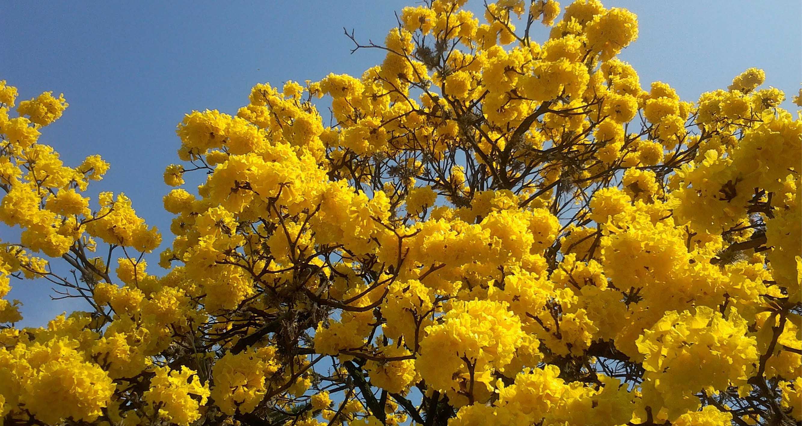 Lapacho čaj - všechno, co o něm potřebujete vědět
