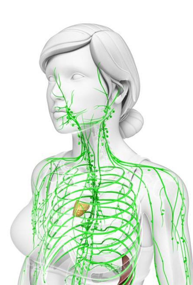 Odborné školení: Masážní techniky - LYMFATICKÁ MASÁŽ OBLIČEJE Yellow ...