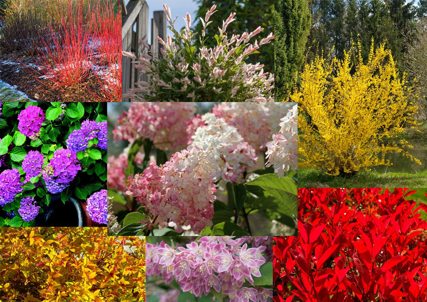 Díszcserjék és díszfák - CHILLI - ROOL