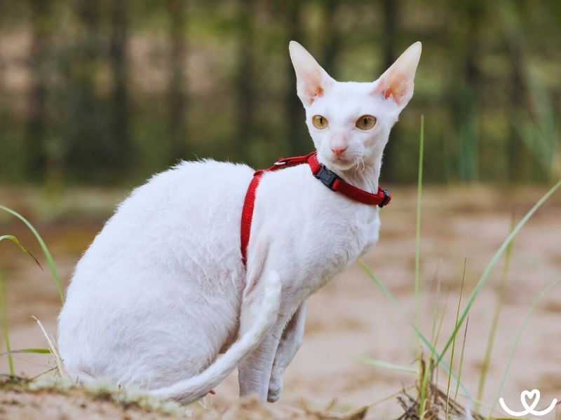 Cornish rex je kočka s ušima netopýra | CHLUPÁČI.cz