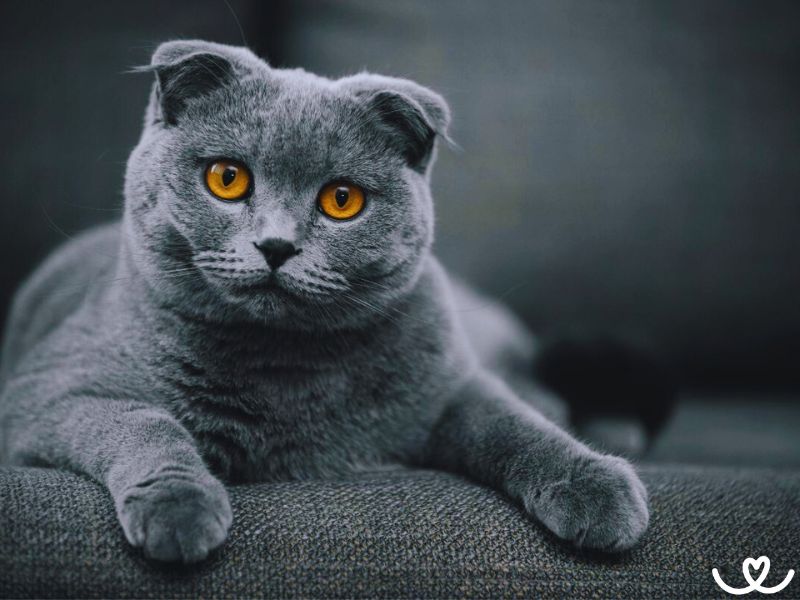 Skotská klapouchá kočka má hlavu jako chlupatá sova | CHLUPÁČI.cz