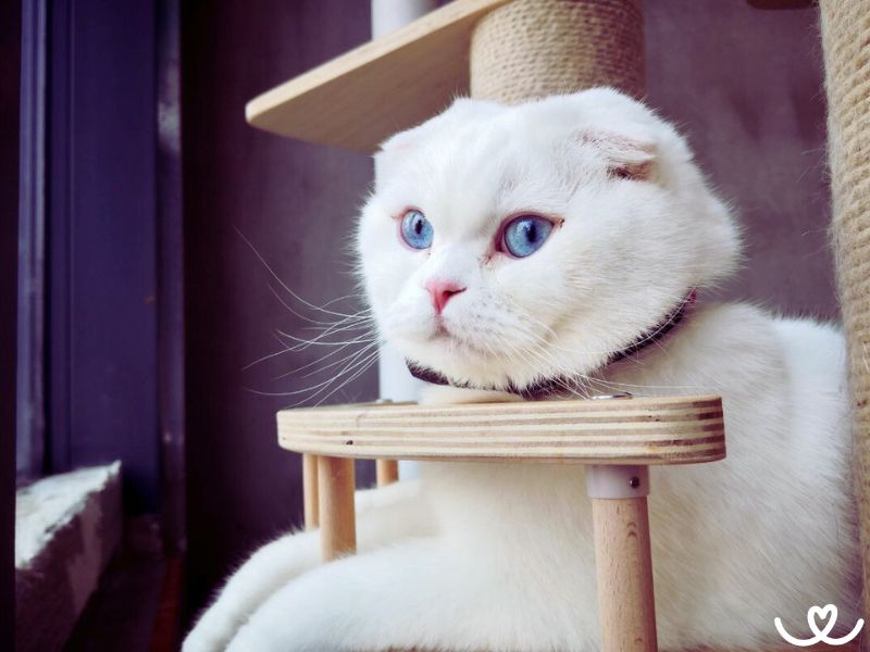 Skotská klapouchá kočka má hlavu jako chlupatá sova | CHLUPÁČI.cz