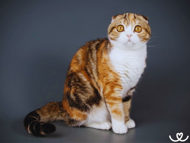 Skotská klapouchá kočka má hlavu jako chlupatá sova | CHLUPÁČI.cz