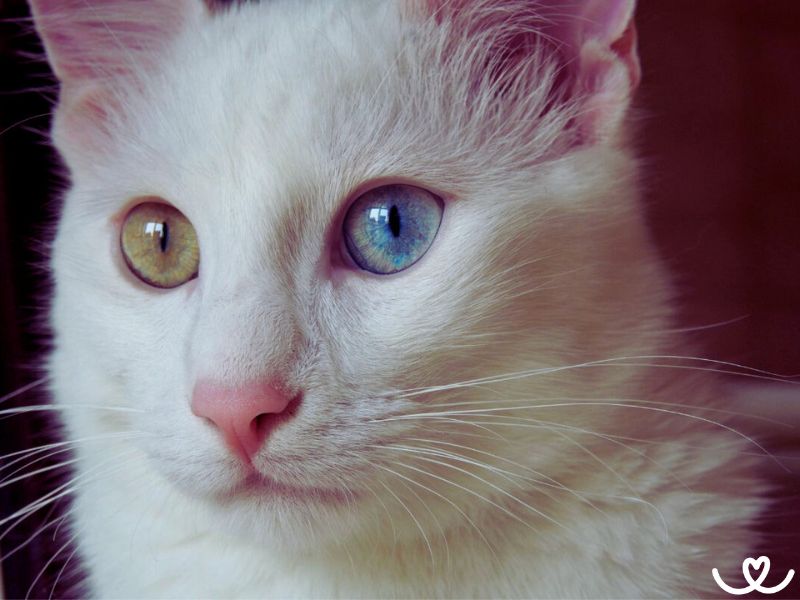 Turecká angora je ochotná nechat se trénovat | CHLUPÁČI.cz