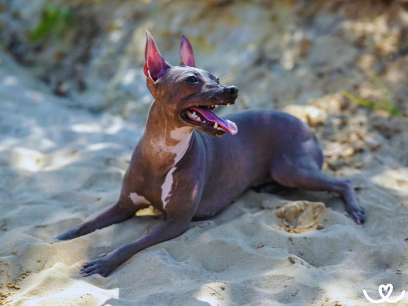 Americký bezsrstý teriér miluje víc sport než gauč | CHLUPÁČI.cz