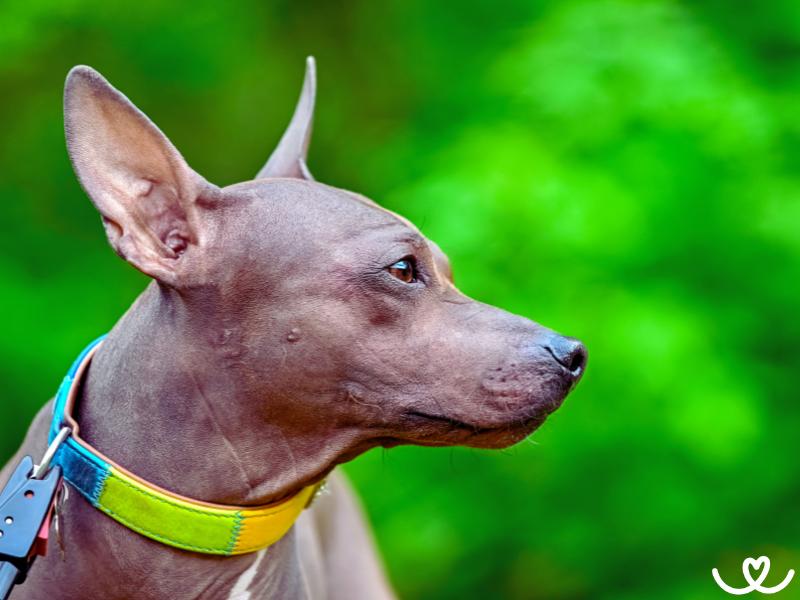 Americký bezsrstý teriér miluje víc sport než gauč | CHLUPÁČI.cz