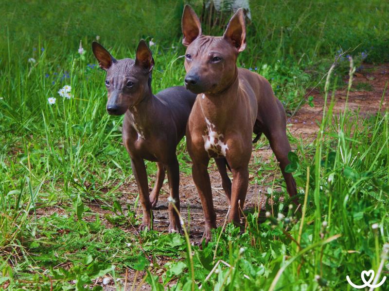 Americký bezsrstý teriér miluje víc sport než gauč | CHLUPÁČI.cz