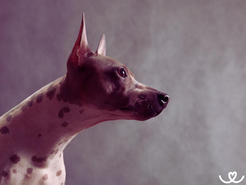 Americký bezsrstý teriér miluje víc sport než gauč | CHLUPÁČI.cz