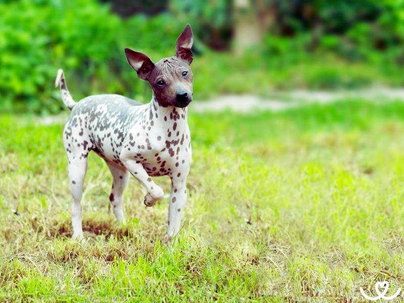 Americký bezsrstý teriér miluje víc sport než gauč | CHLUPÁČI.cz
