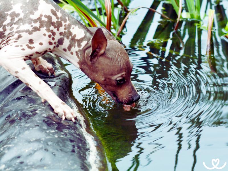 Americký bezsrstý teriér miluje víc sport než gauč | CHLUPÁČI.cz